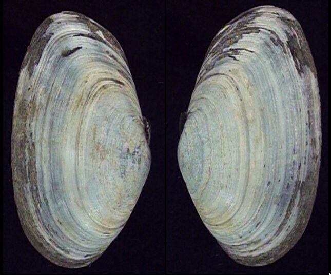 All shells - ShellBrothers - All shells