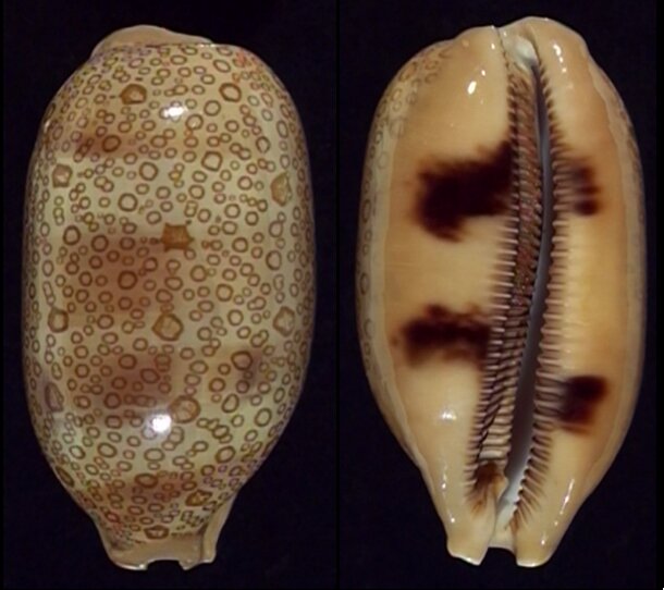 All shells - ShellBrothers - All shells