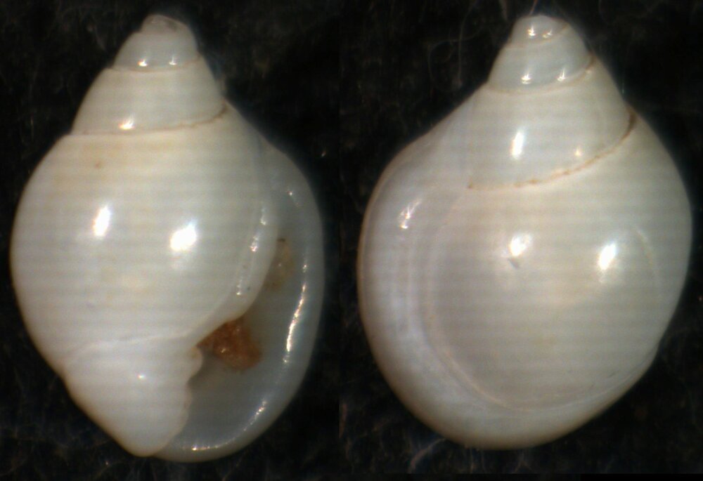 All shells - ShellBrothers - All shells