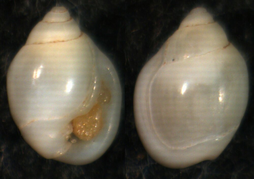 All shells - ShellBrothers - All shells