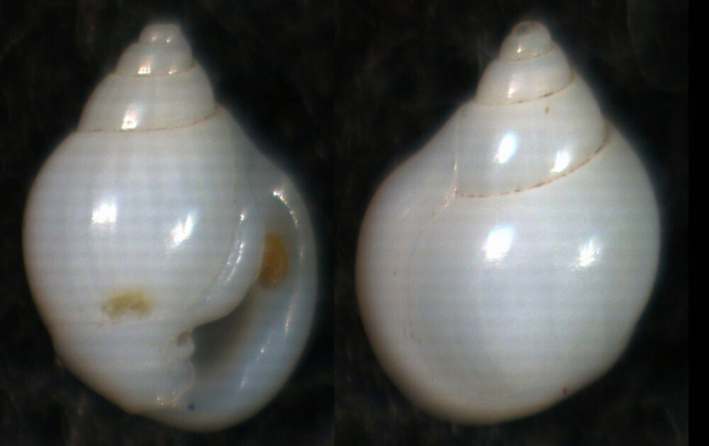 All shells - ShellBrothers - All shells