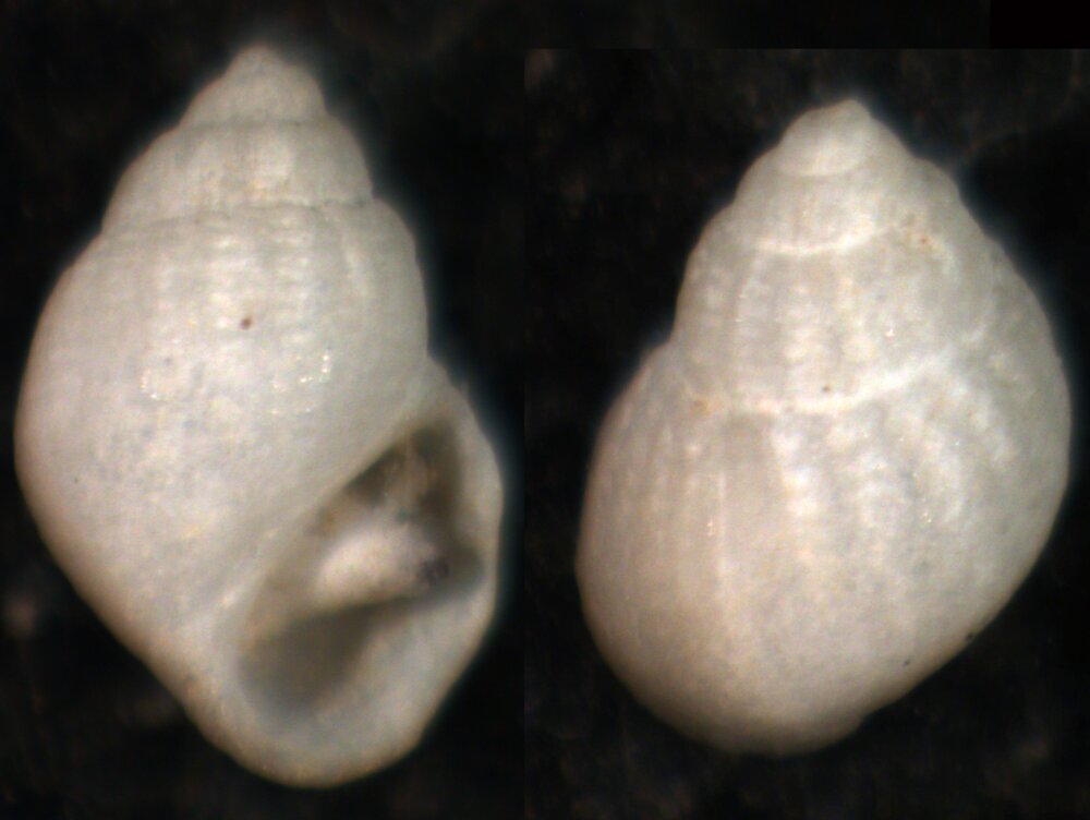 New shells - ShellBrothers - New shells