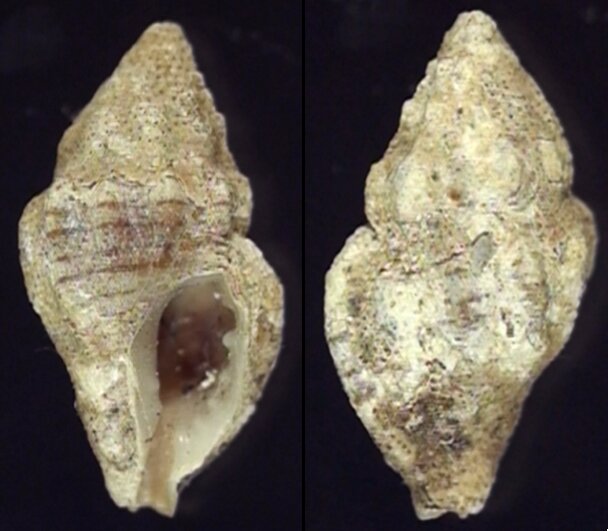 All shells - ShellBrothers - All shells