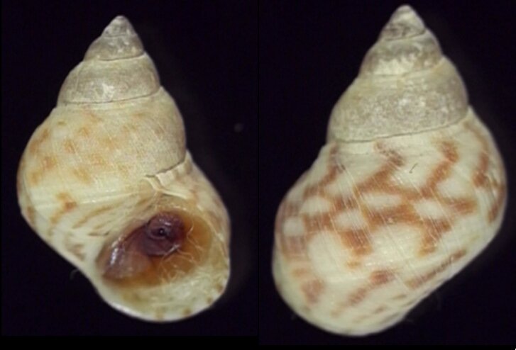 All shells - ShellBrothers - All shells