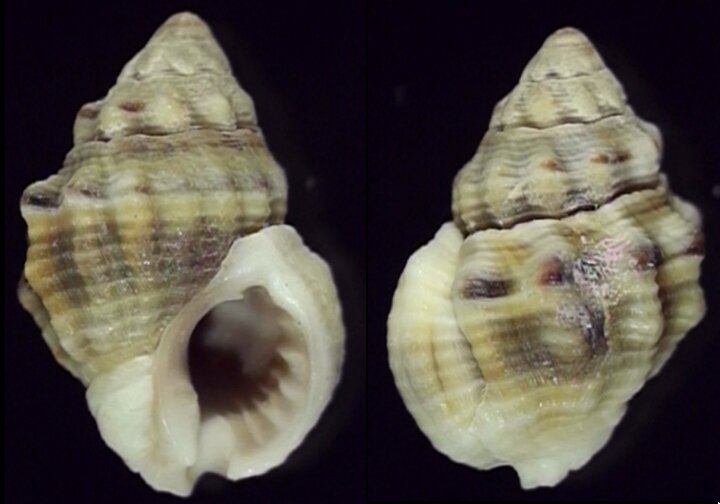 All shells - ShellBrothers - All shells