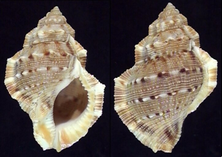 All shells - ShellBrothers - All shells