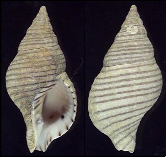 All shells - ShellBrothers - All shells