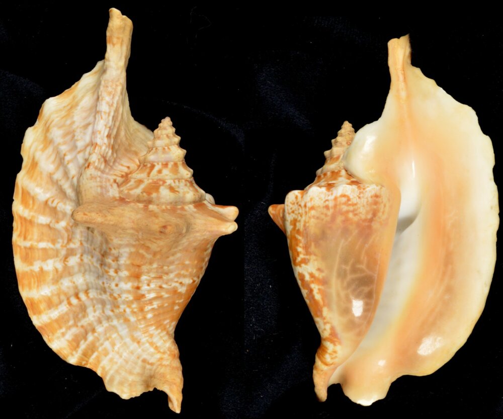 All shells - ShellBrothers - All shells