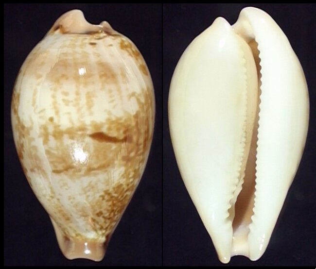 All shells - ShellBrothers - All shells