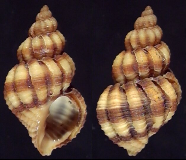 All shells - ShellBrothers - All shells