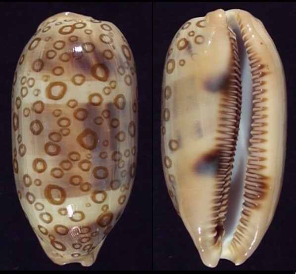 All shells - ShellBrothers - All shells