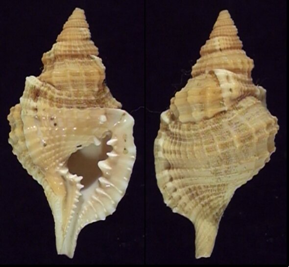 All shells - ShellBrothers - All shells