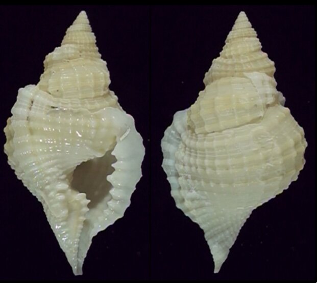 All shells - ShellBrothers - All shells