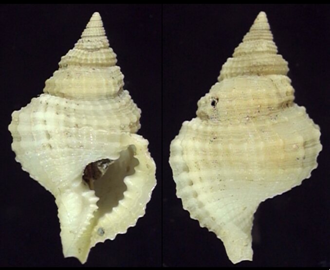 All shells - ShellBrothers - All shells