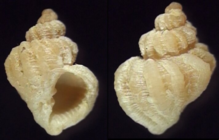 All shells - ShellBrothers - All shells