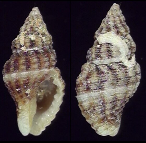 All shells - ShellBrothers - All shells