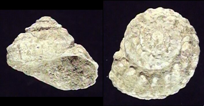 All shells - ShellBrothers - All shells