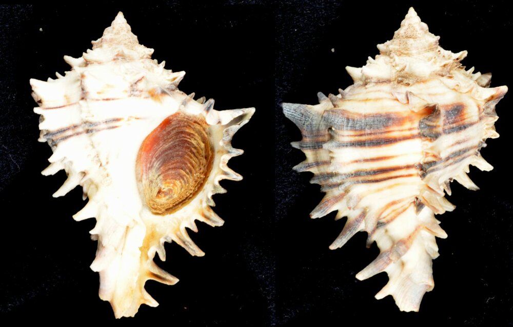 All shells - ShellBrothers - All shells