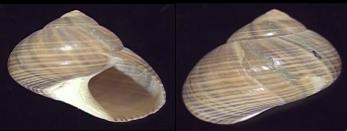 All shells - ShellBrothers - All shells