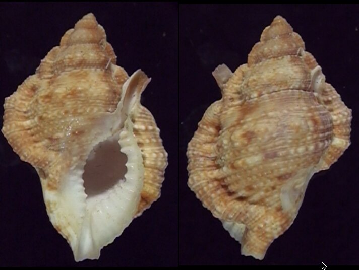 New shells - ShellBrothers - New shells