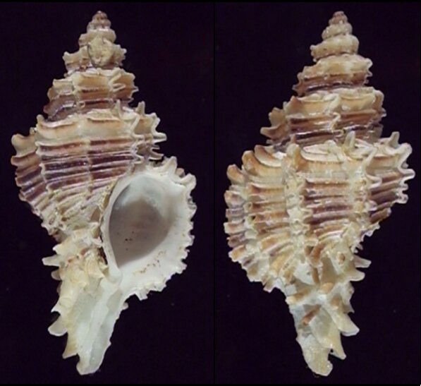 New shells - ShellBrothers - New shells