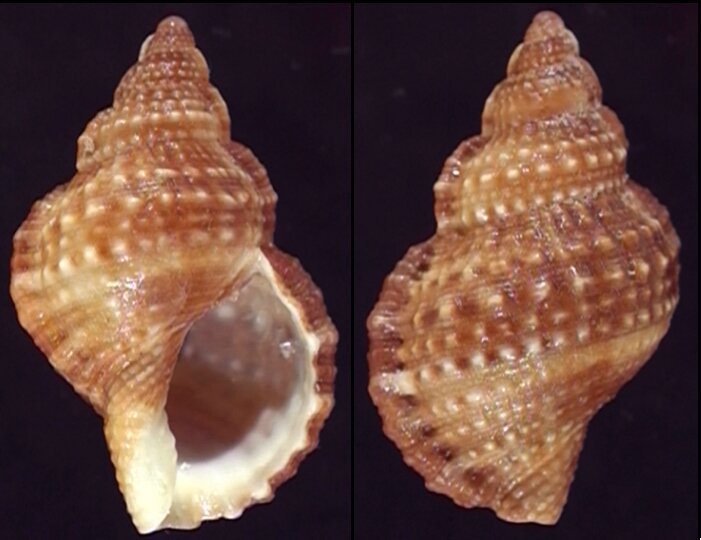 New shells - ShellBrothers - New shells