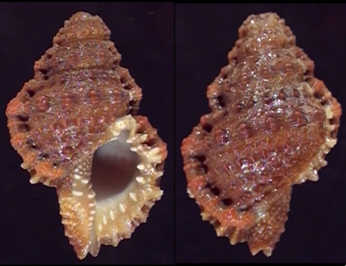 New shells - ShellBrothers - New shells