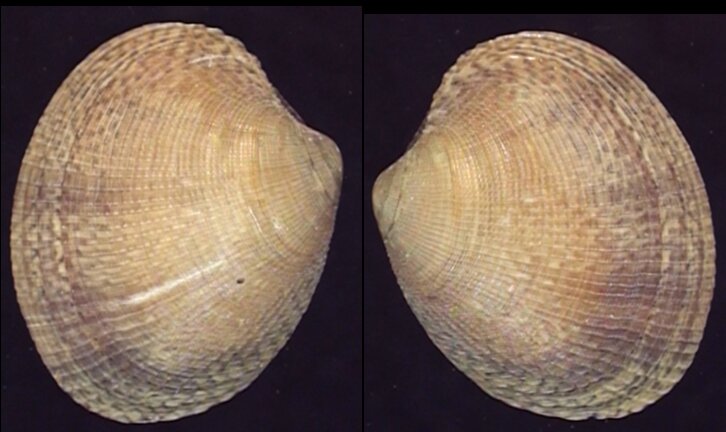 All shells - ShellBrothers - All shells