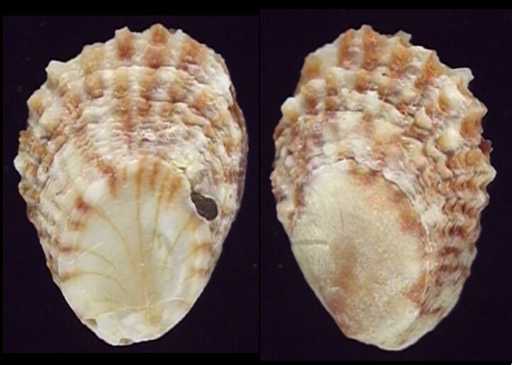 All shells - ShellBrothers - All shells