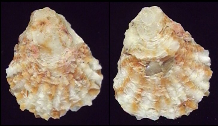 All shells - ShellBrothers - All shells