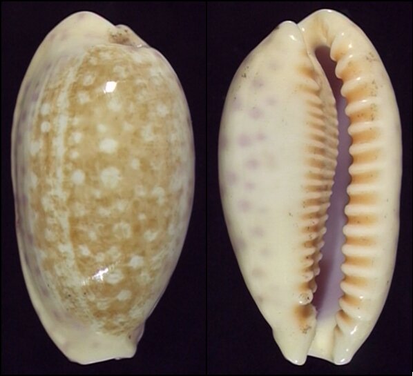 New shells - ShellBrothers - New shells