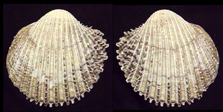 All shells - ShellBrothers - All shells