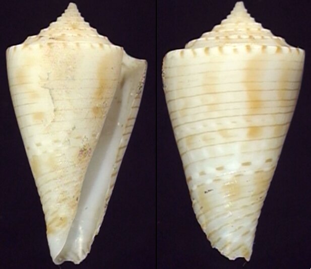 Top shells - ShellBrothers - Top shells