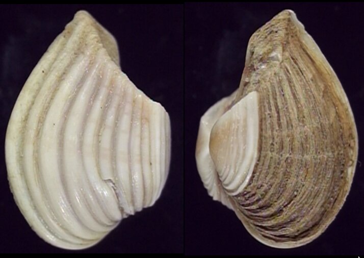 All shells - ShellBrothers - All shells