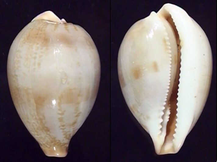 All shells - ShellBrothers - All shells