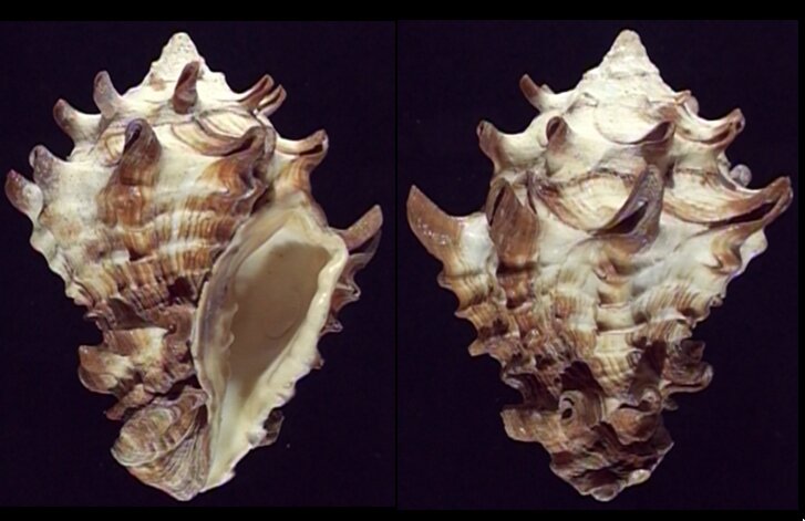 All shells - ShellBrothers - All shells
