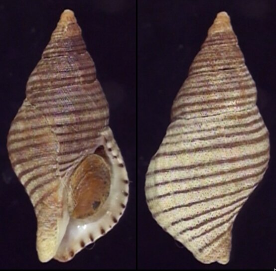 All shells - ShellBrothers - All shells