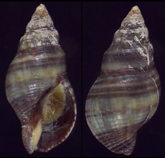 All shells - ShellBrothers - All shells