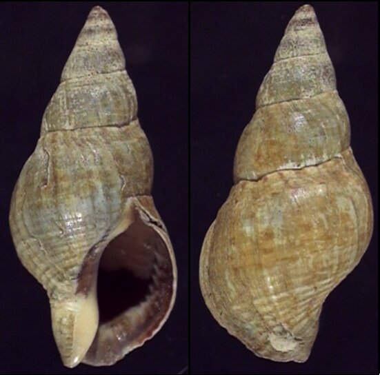 All shells - ShellBrothers - All shells