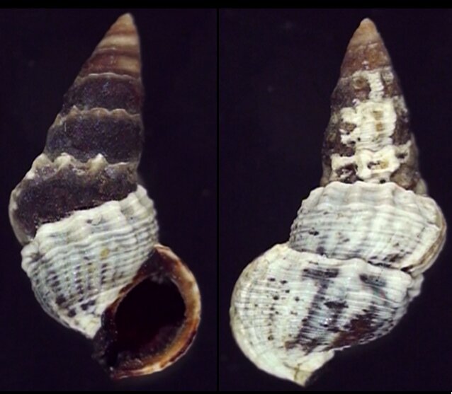 All shells - ShellBrothers - All shells