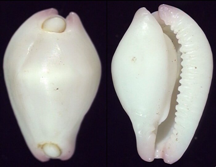 All shells - ShellBrothers - All shells