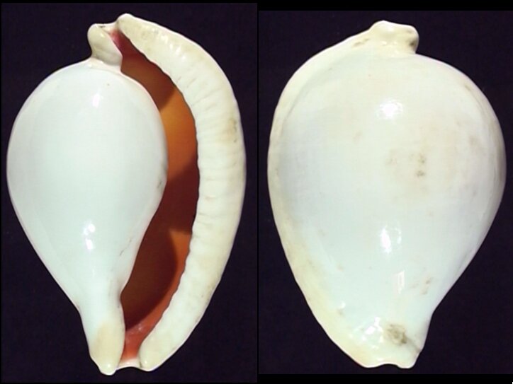 All shells - ShellBrothers - All shells