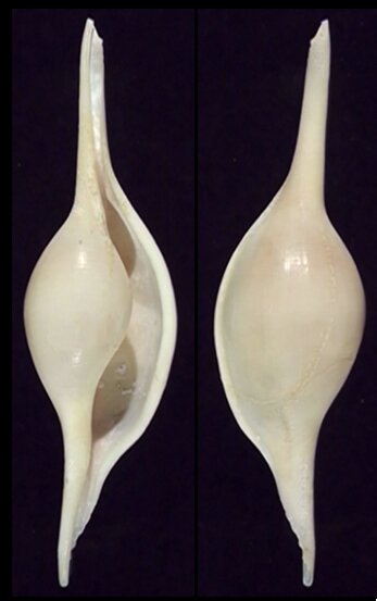 All shells - ShellBrothers - All shells