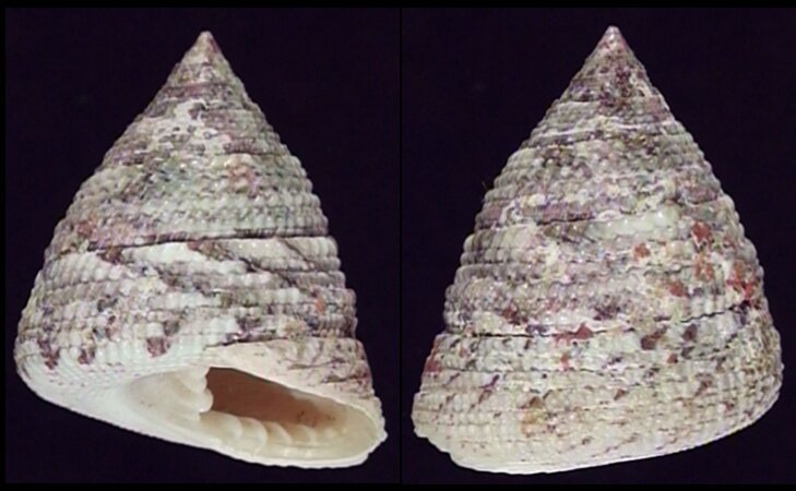 New shells - ShellBrothers - New shells