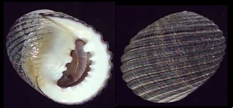 All shells - ShellBrothers - All shells