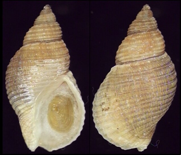 All shells - ShellBrothers - All shells