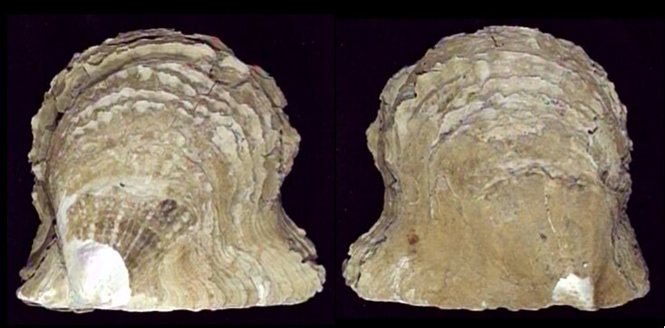 All shells - ShellBrothers - All shells