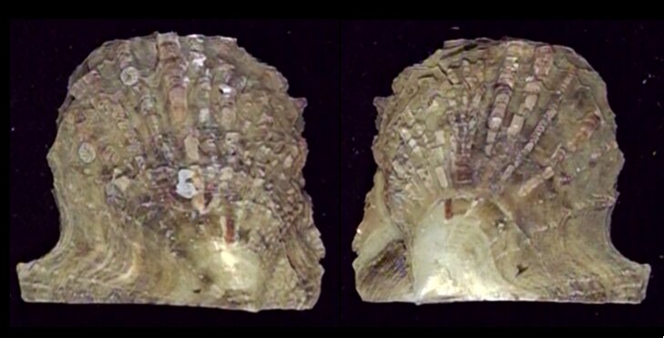 All shells - ShellBrothers - All shells