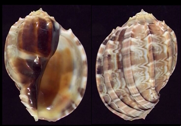 All shells - ShellBrothers - All shells