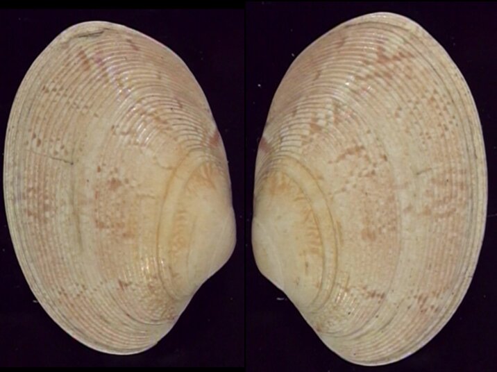 New shells - ShellBrothers - New shells